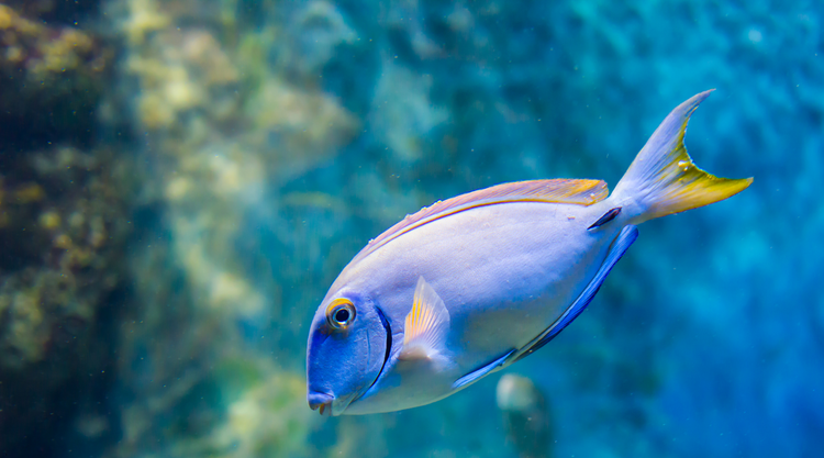 Understanding Saltwater Flukes: Identifying and Treating Parasites in ...