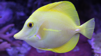 Understanding Saltwater Ich: Identifying, Treating, and Preventing a C ...