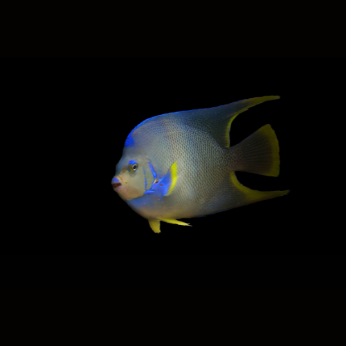 Angelfish – Tropical tides aquatics