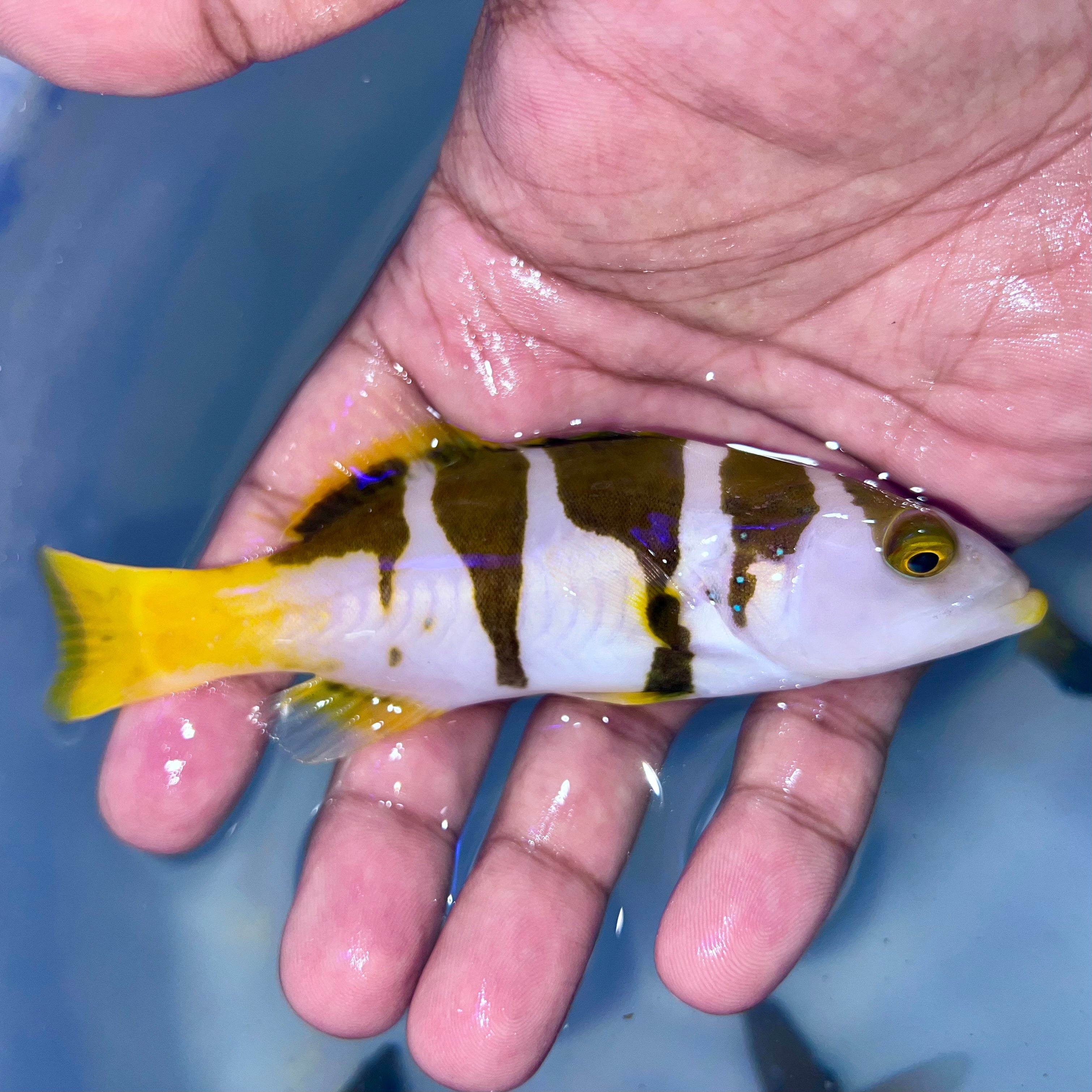 Saddle grouper 5”-6" (Plectropomus Laevis) – Tropical tides aquatics