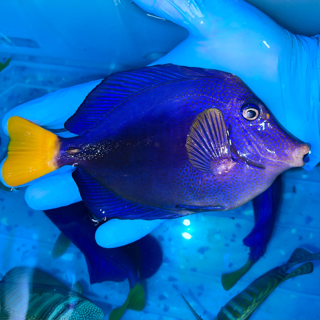 Tangs – Tropical tides aquatics