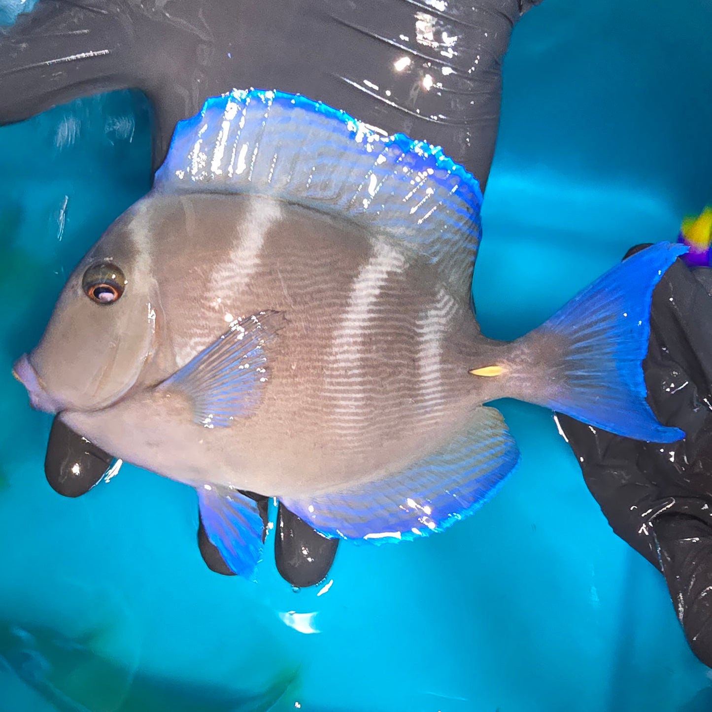Caribbean/Atlantic blue tang ~8” (Acanthurus Coeruleus) – Tropical ...