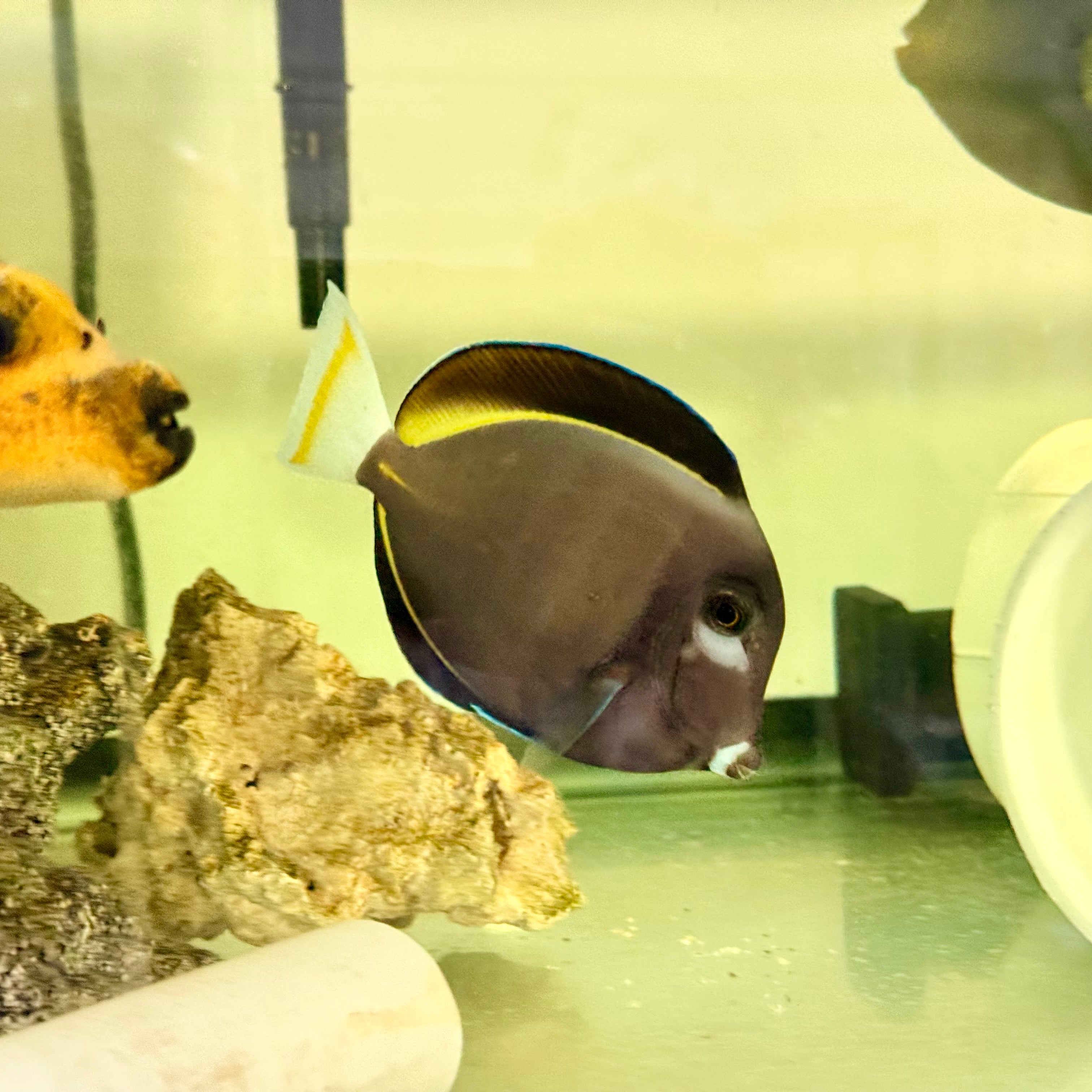 Gold rim tang 3.5” (Acanthurus nigricans) – Tropical tides aquatics