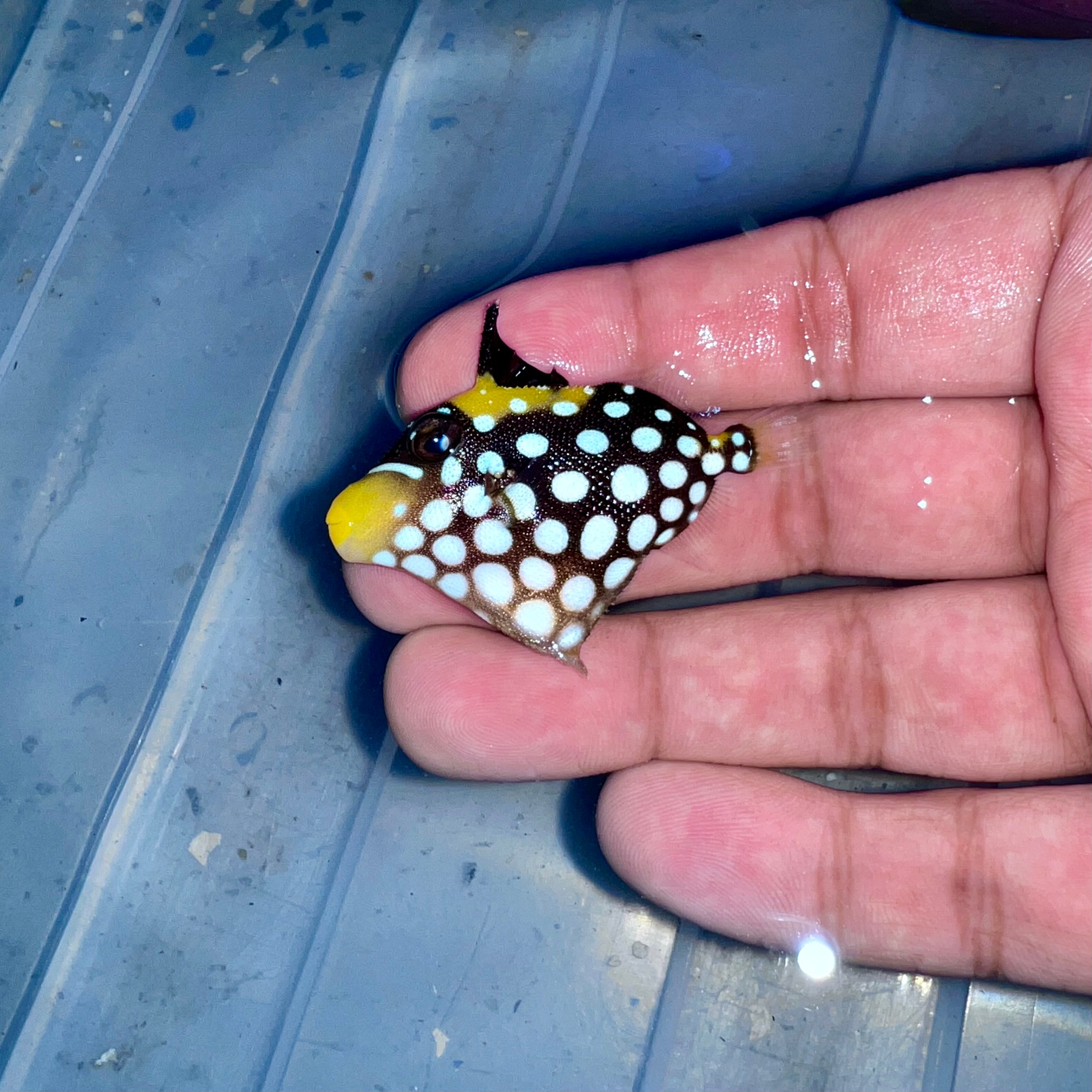Clown trigger 2” (Balistoides conspicillum) – Tropical tides aquatics