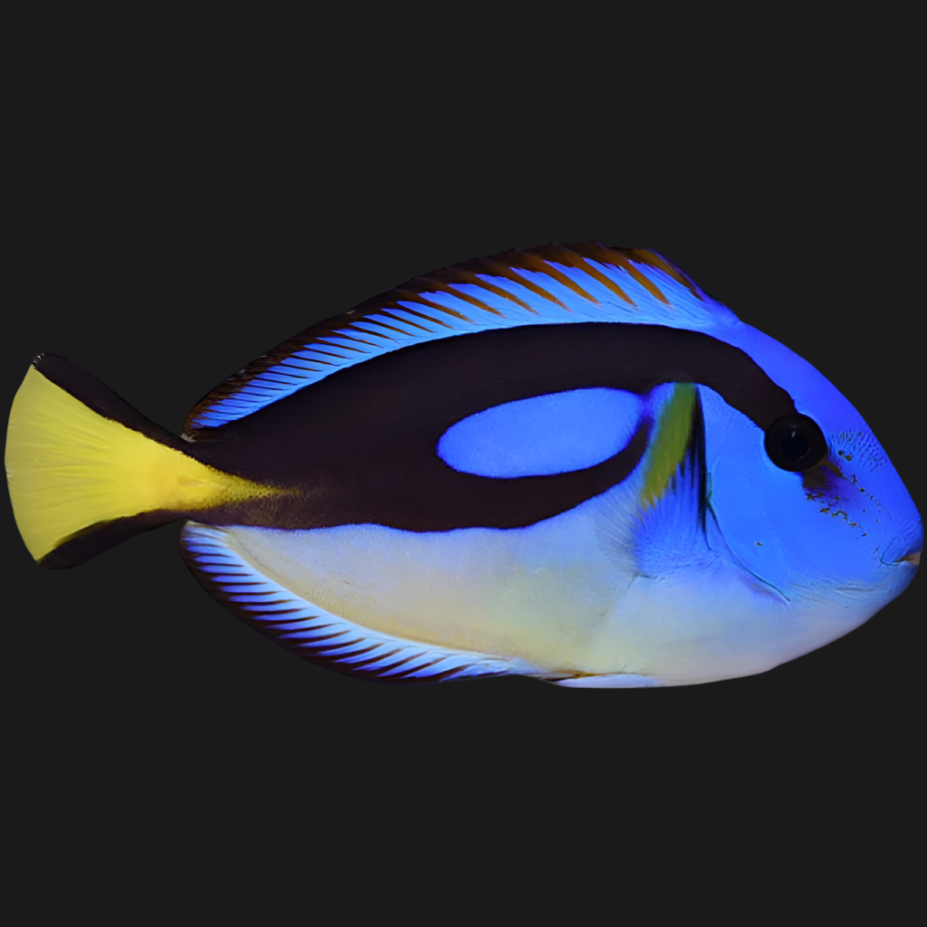 Yellow belly blue hippo 3-4” (Paracanthurus hepatus var.) – Tropical ...