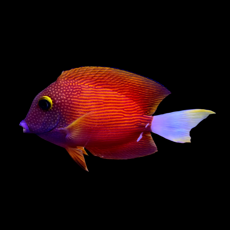 Tangs – Tropical tides aquatics