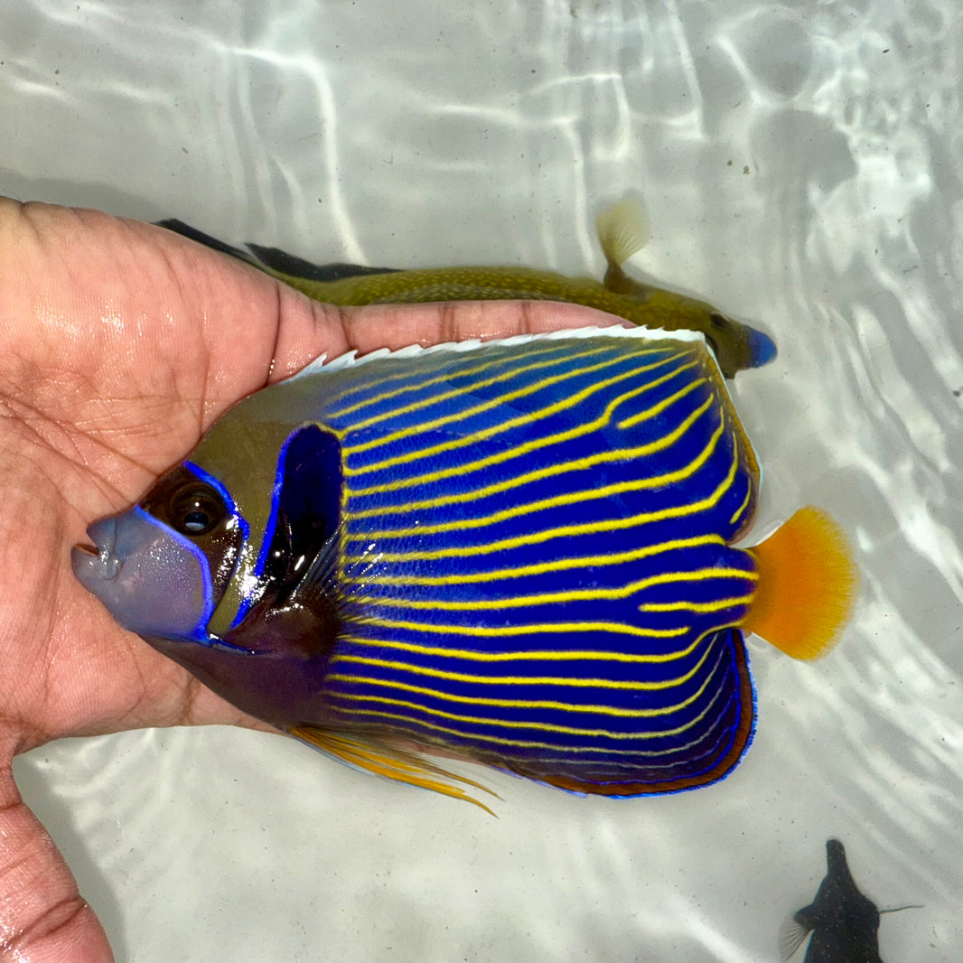 Tropical Tides Aquatics: Quarantined Marine Fish for a Healthy Reef – Tropical tides aquatics