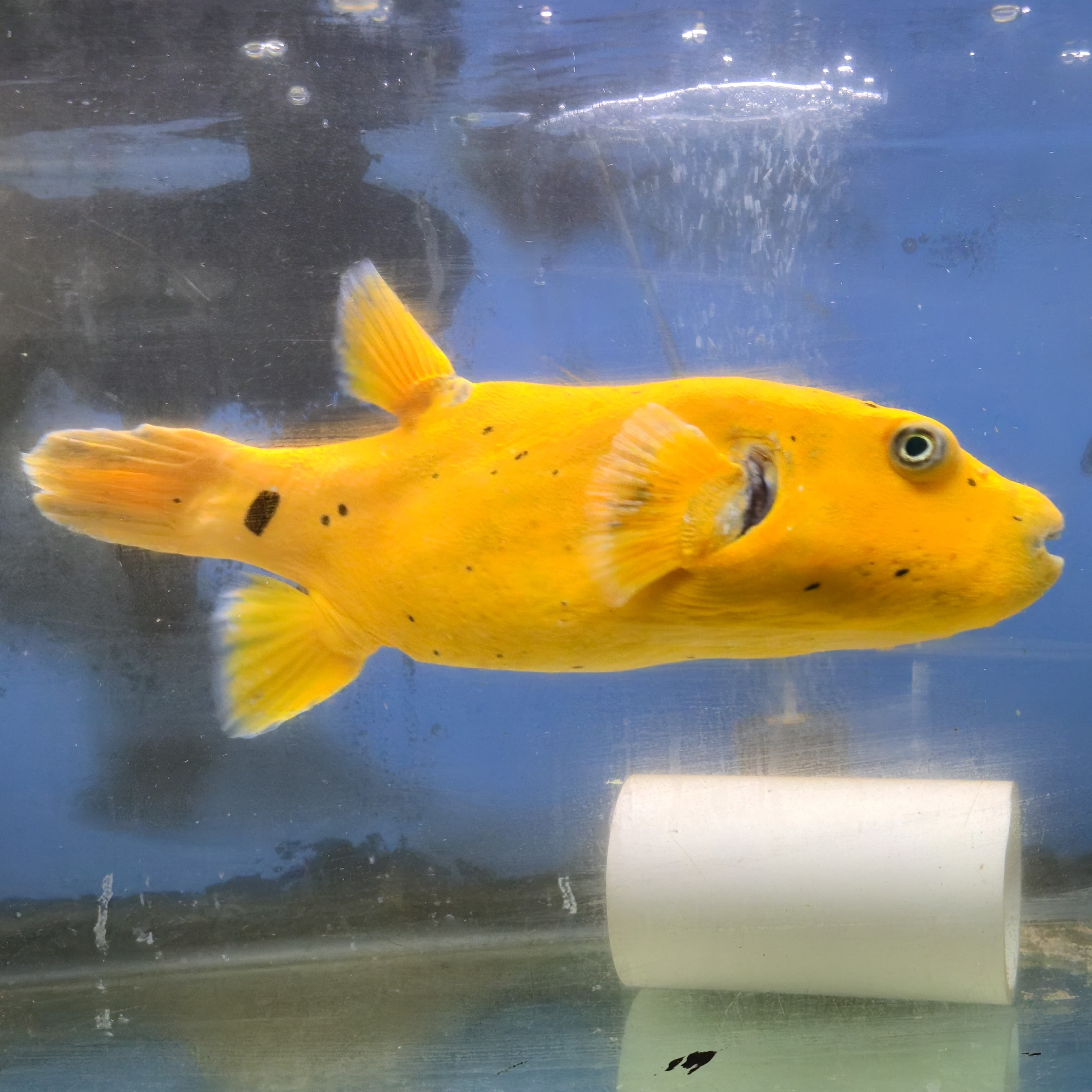 Tropical Tides Aquatics: Quarantined Marine Fish for a Healthy Reef – Tropical tides aquatics