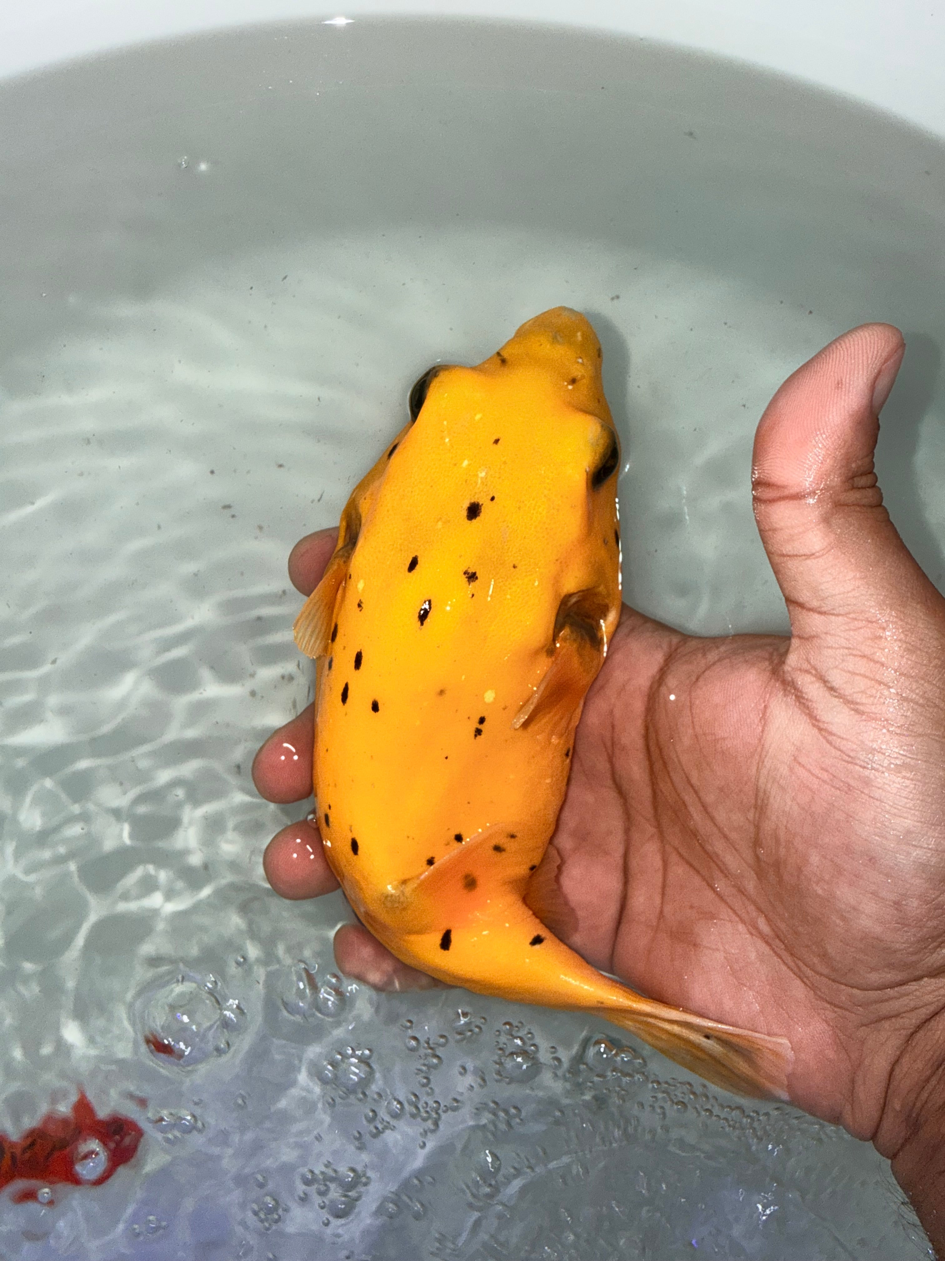 Golden Puffer 8.5” Christmas Island (Arothron meleagris) – Tropical ...