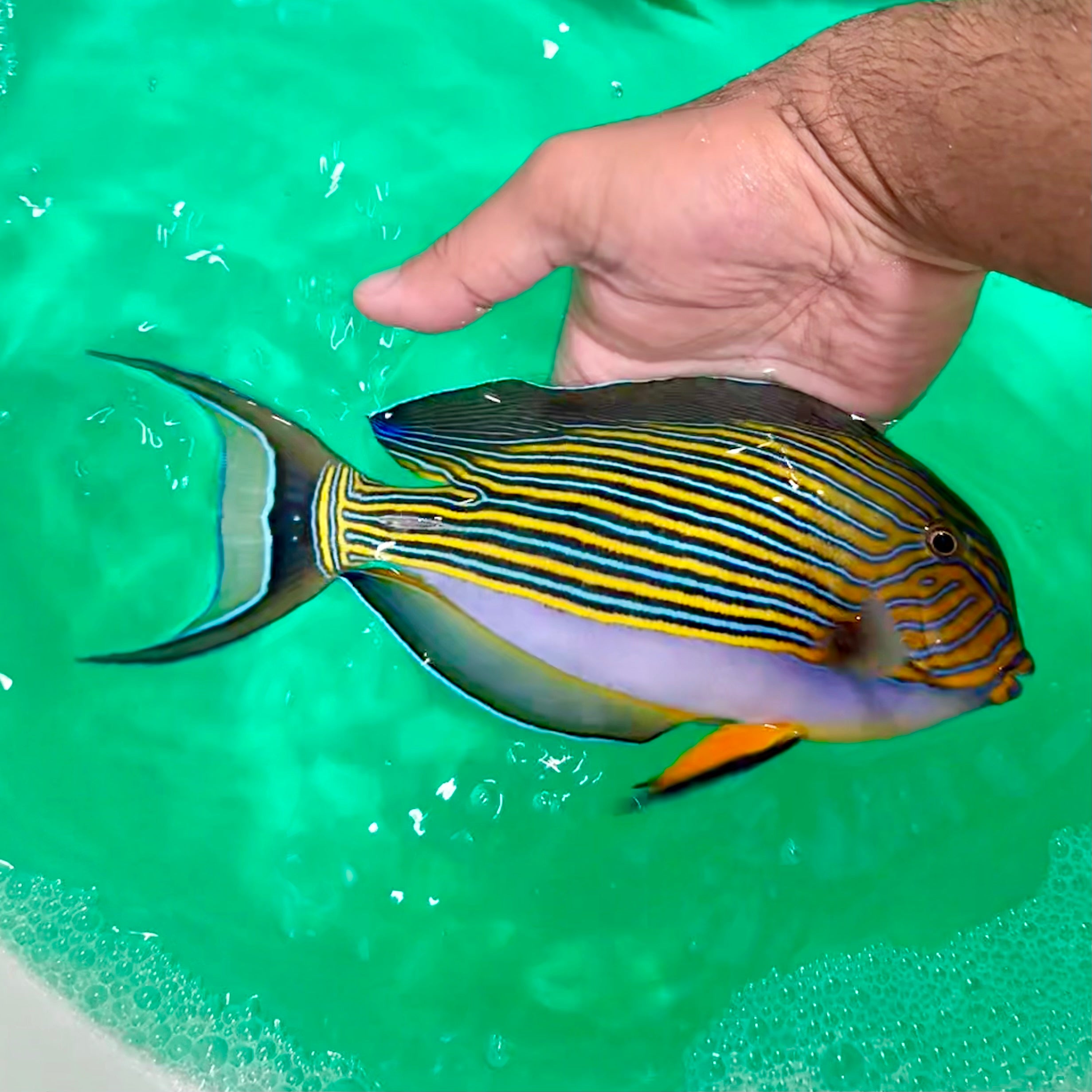 Clown Tang 7-8" Acanthurus lineatus – Tropical tides aquatics