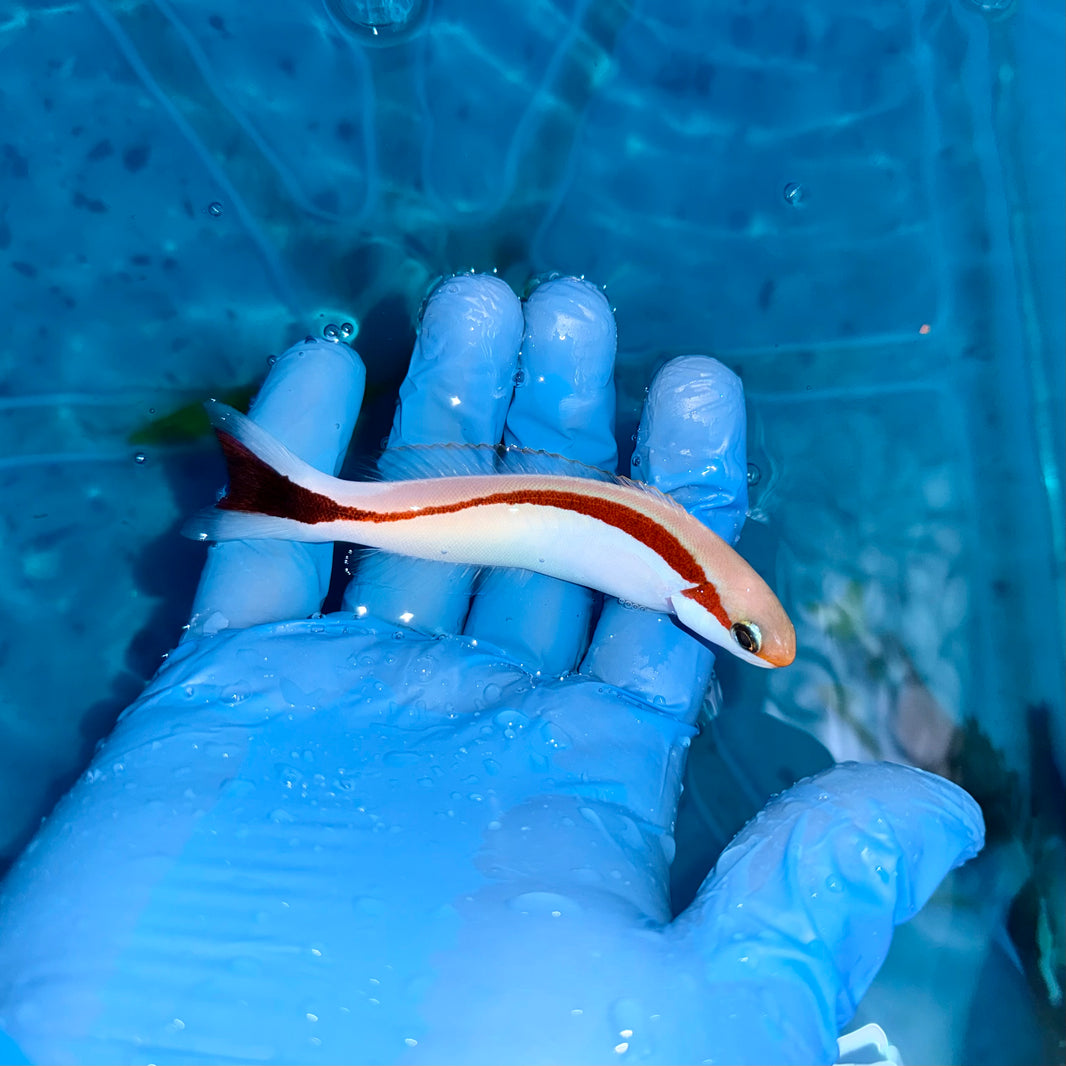 Tropical Tides Aquatics: Quarantined Marine Fish for a Healthy Reef ...