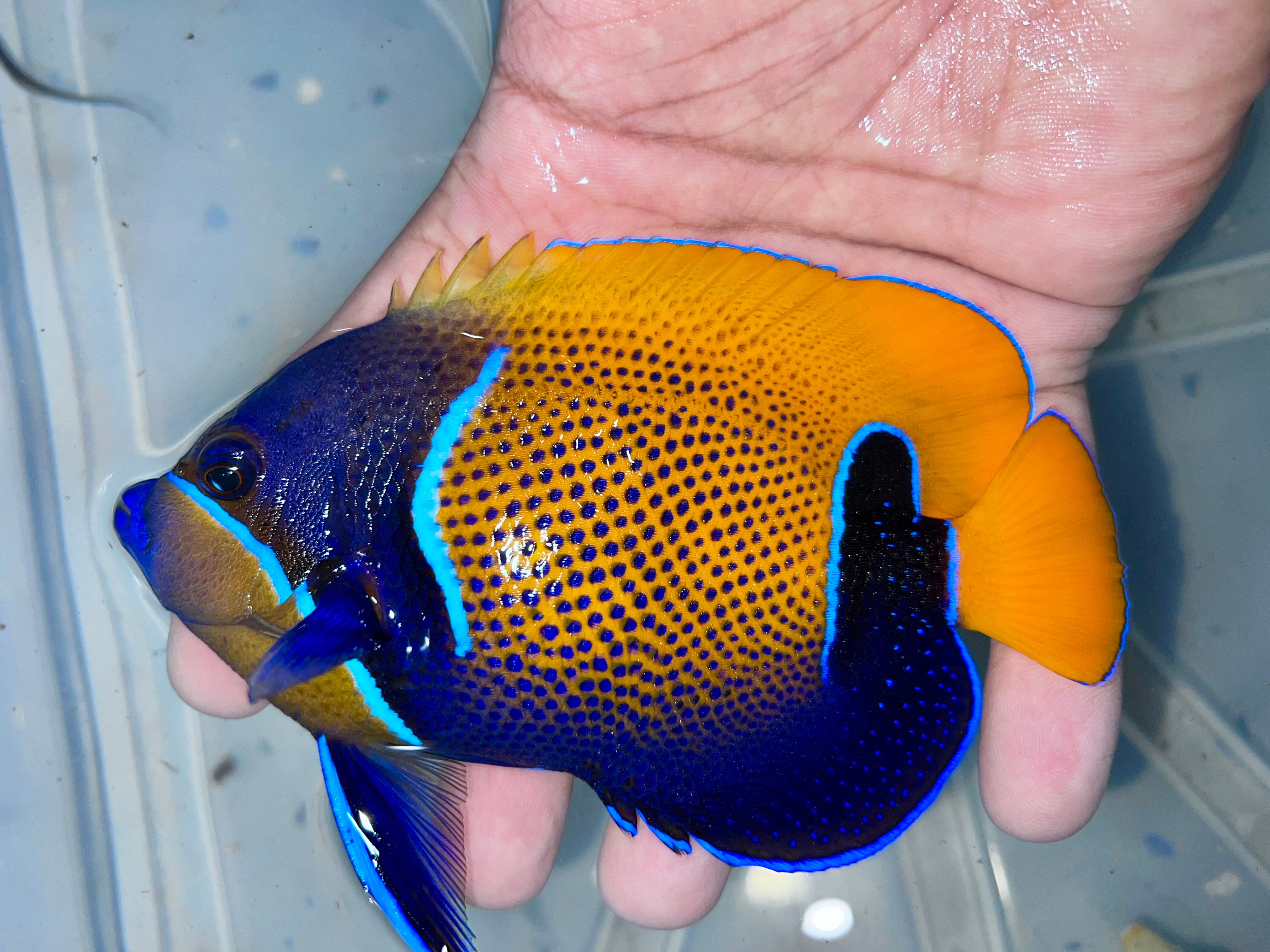 Majestic Angelfish 5” (Pomacanthus navarchus) – Tropical tides aquatics