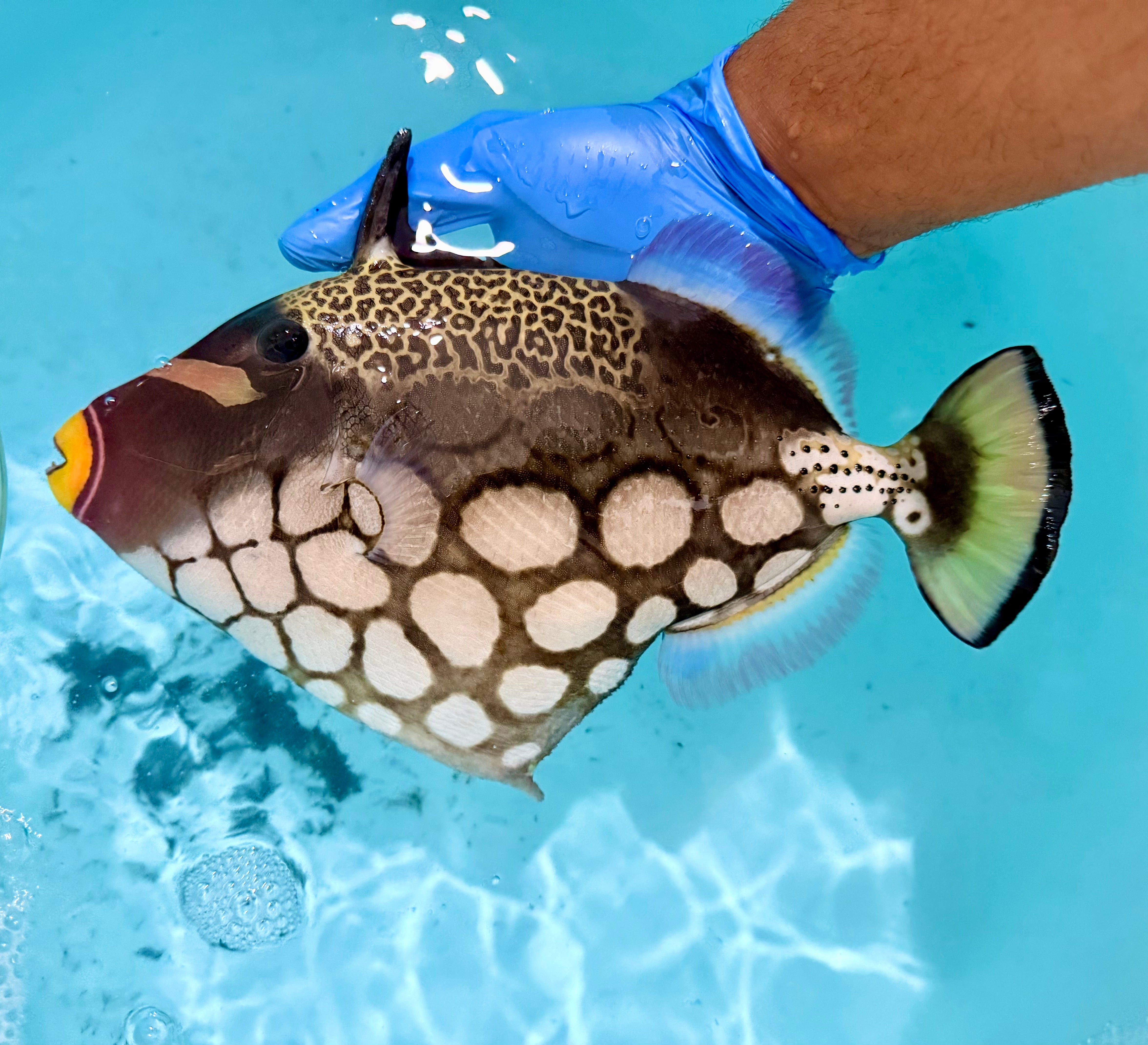 Clown trigger 11.5” (Balistoides Conspicillum) – Tropical tides aquatics