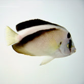 Tropical Tides Aquatics: Quarantined Marine Fish for a Healthy Reef ...