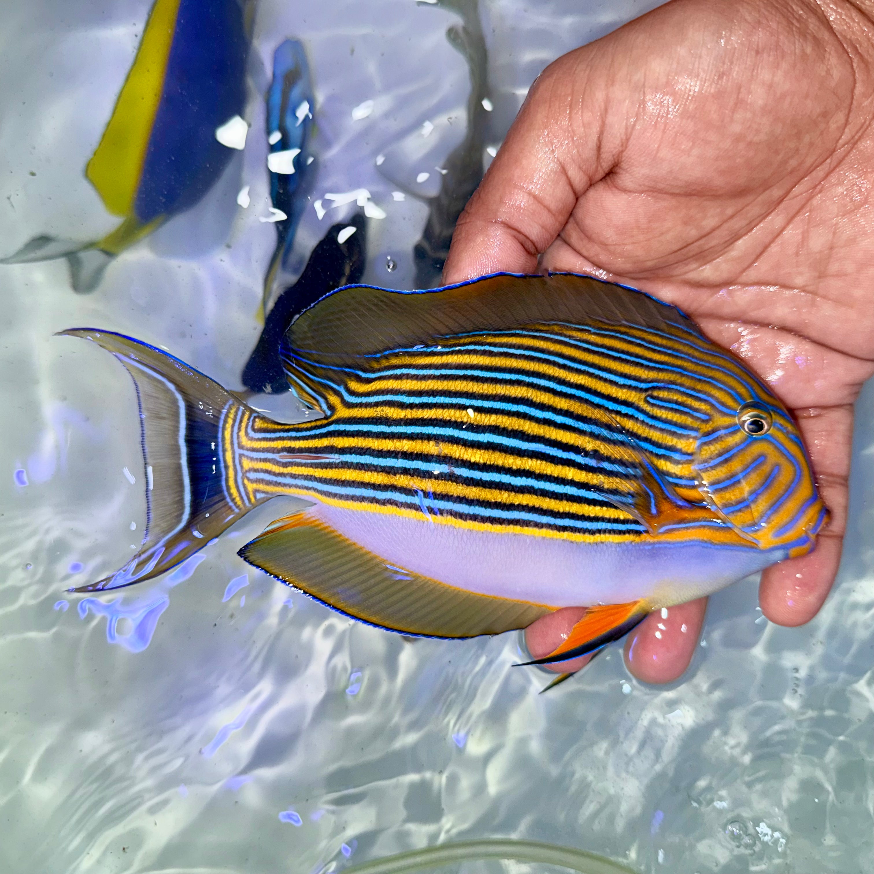 Clown Tang 6" Acanthurus lineatus – Tropical tides aquatics