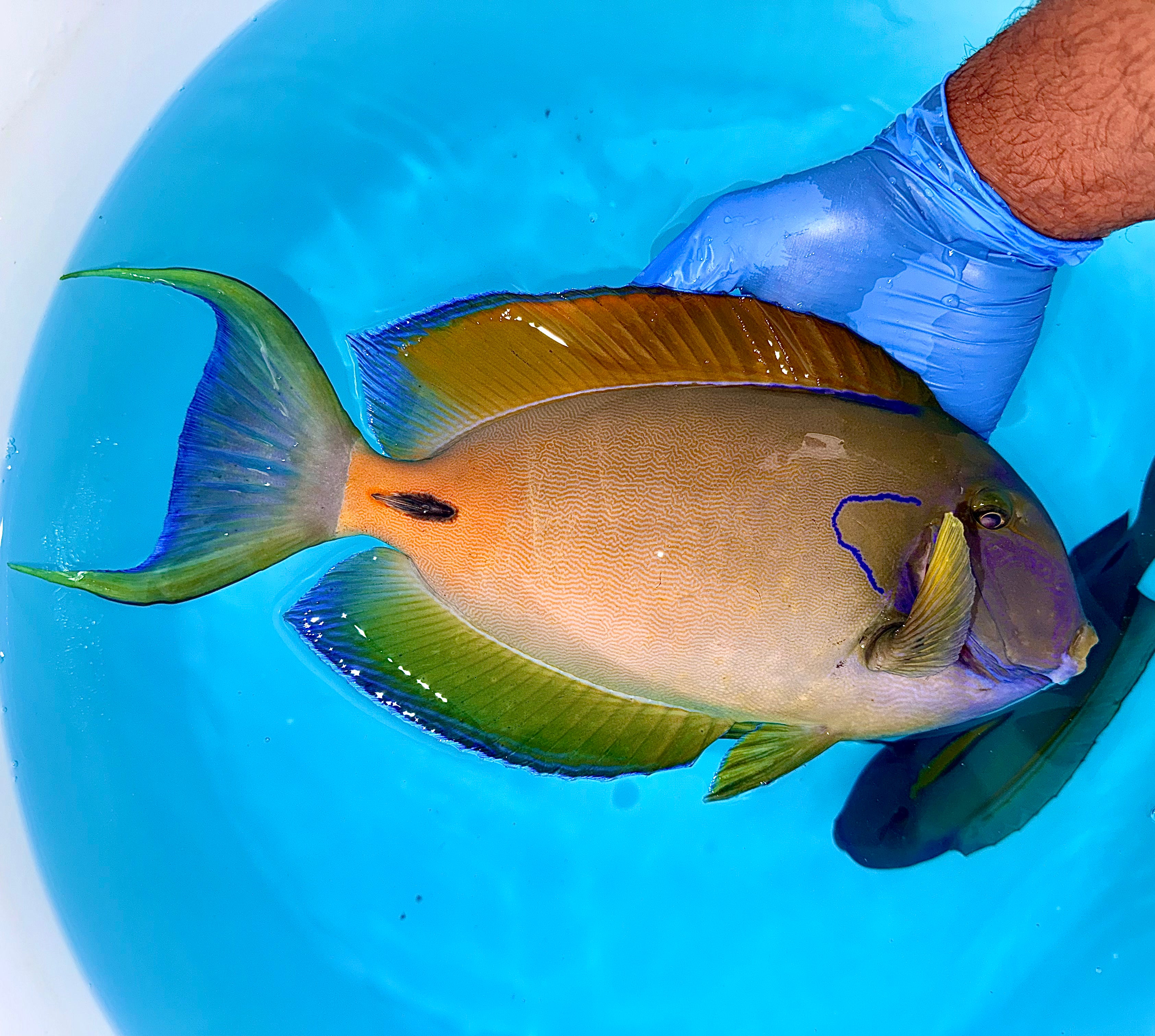 Fowleri Tang 12-13” (Acanthurus fowleri) – Tropical tides aquatics