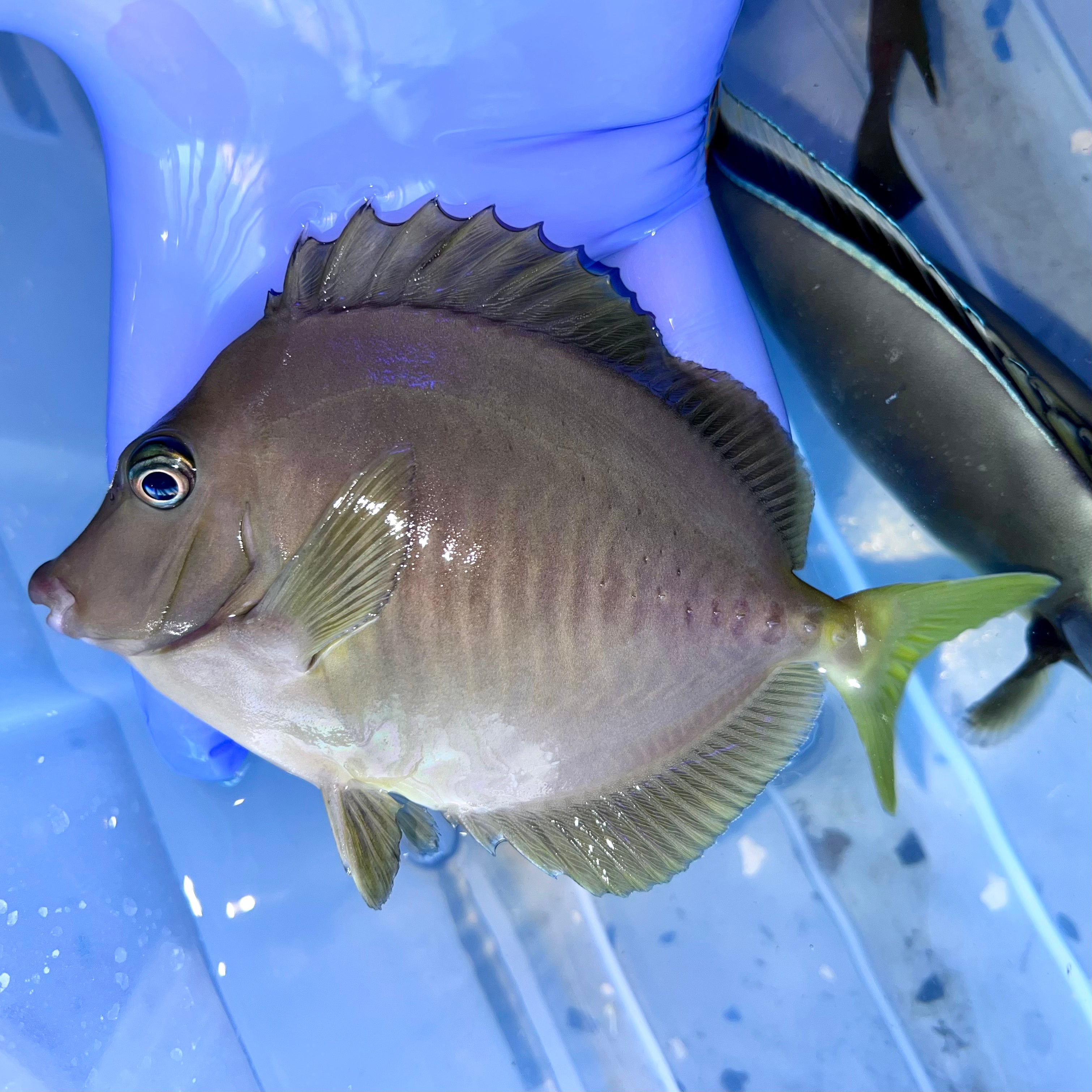 Sawtail tang 4-5" Indonesia (Prionurus chrysurus) – Tropical tides aquatics