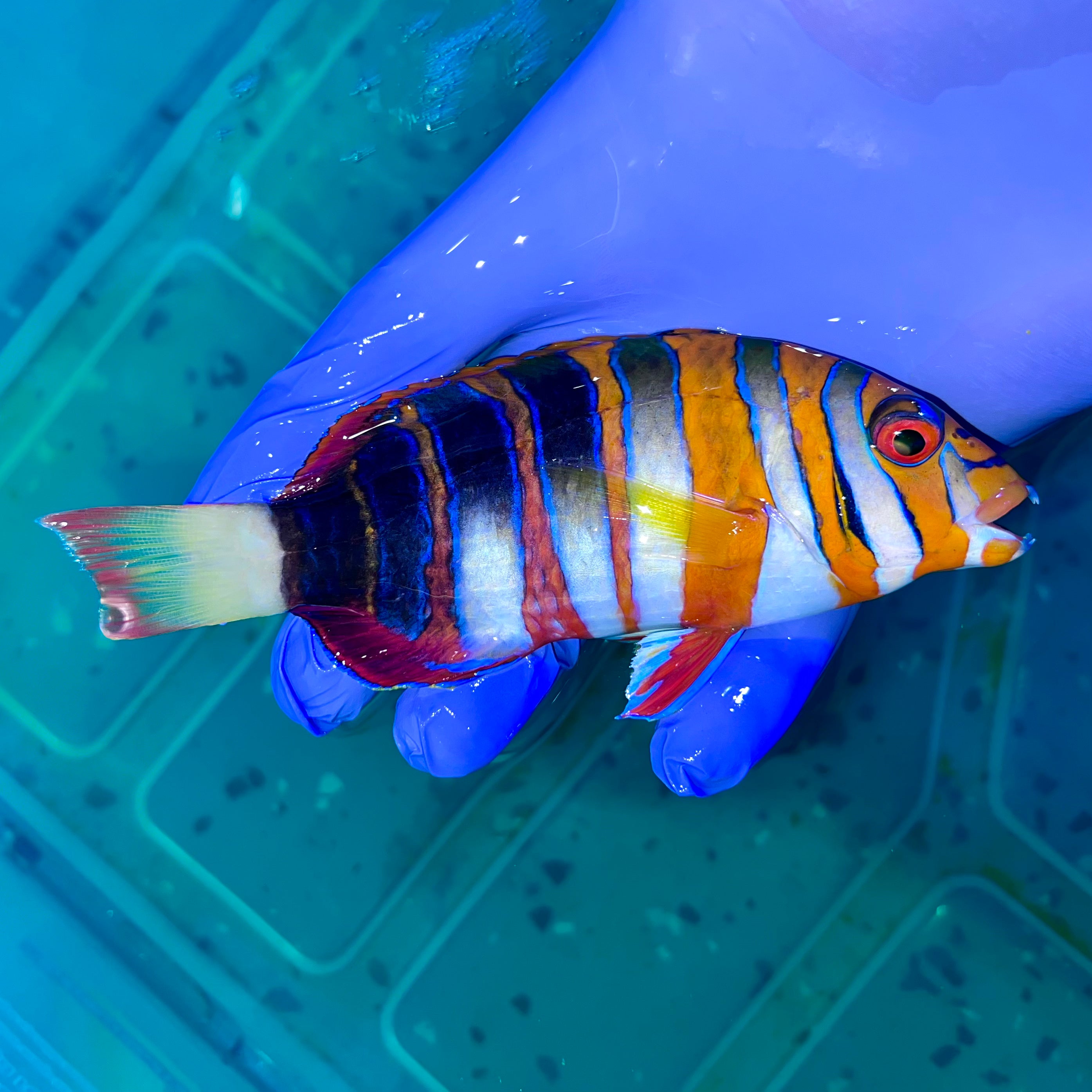 Harlequin Tusk Australian 5-6" (Choerodon fasciatus) – Tropical tides ...