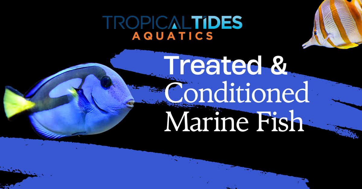 Tropical Tides Aquatics: Quarantined Marine Fish for a Healthy Reef – Tropical tides aquatics